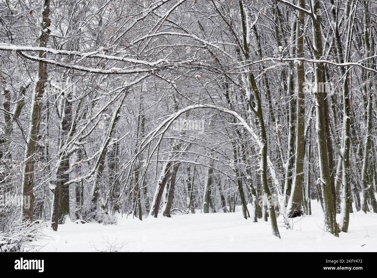 Winter scene in a park with bent trees after a snowfall Stock Photo - Alamy