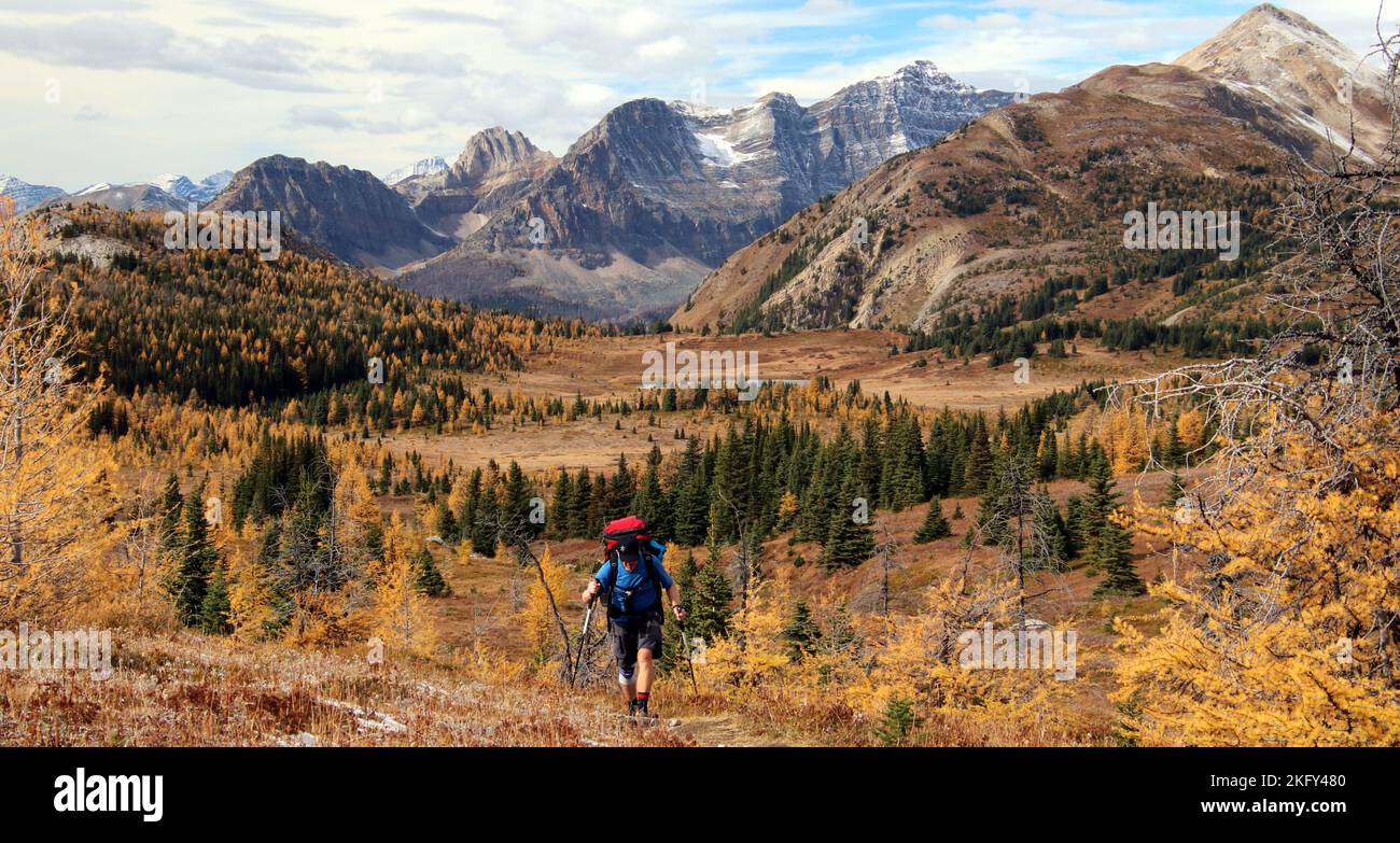 Hiking through the larch trees over Citadel Pass on the way to Mount ...