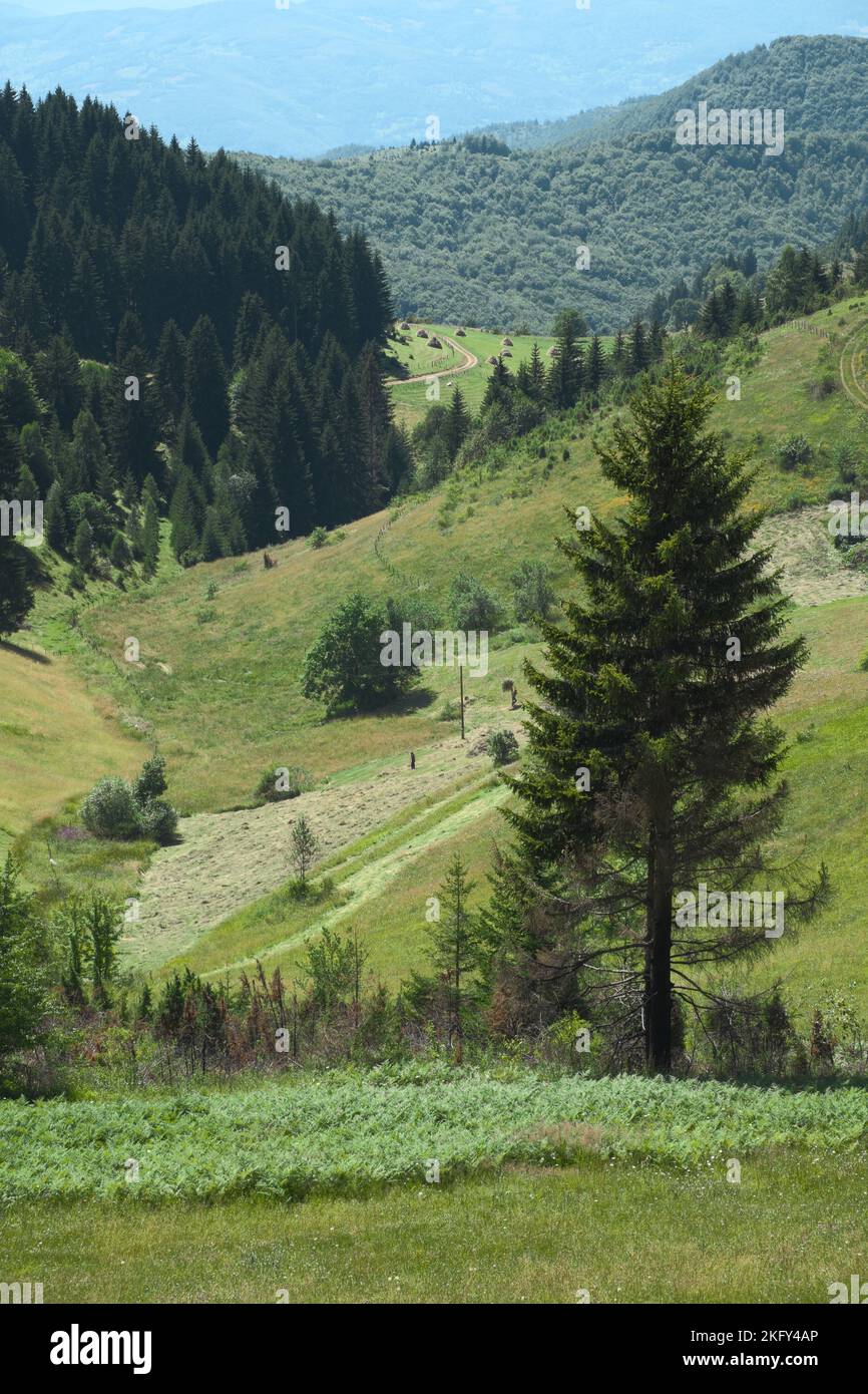 Sjenica hi-res stock photography and images - Alamy