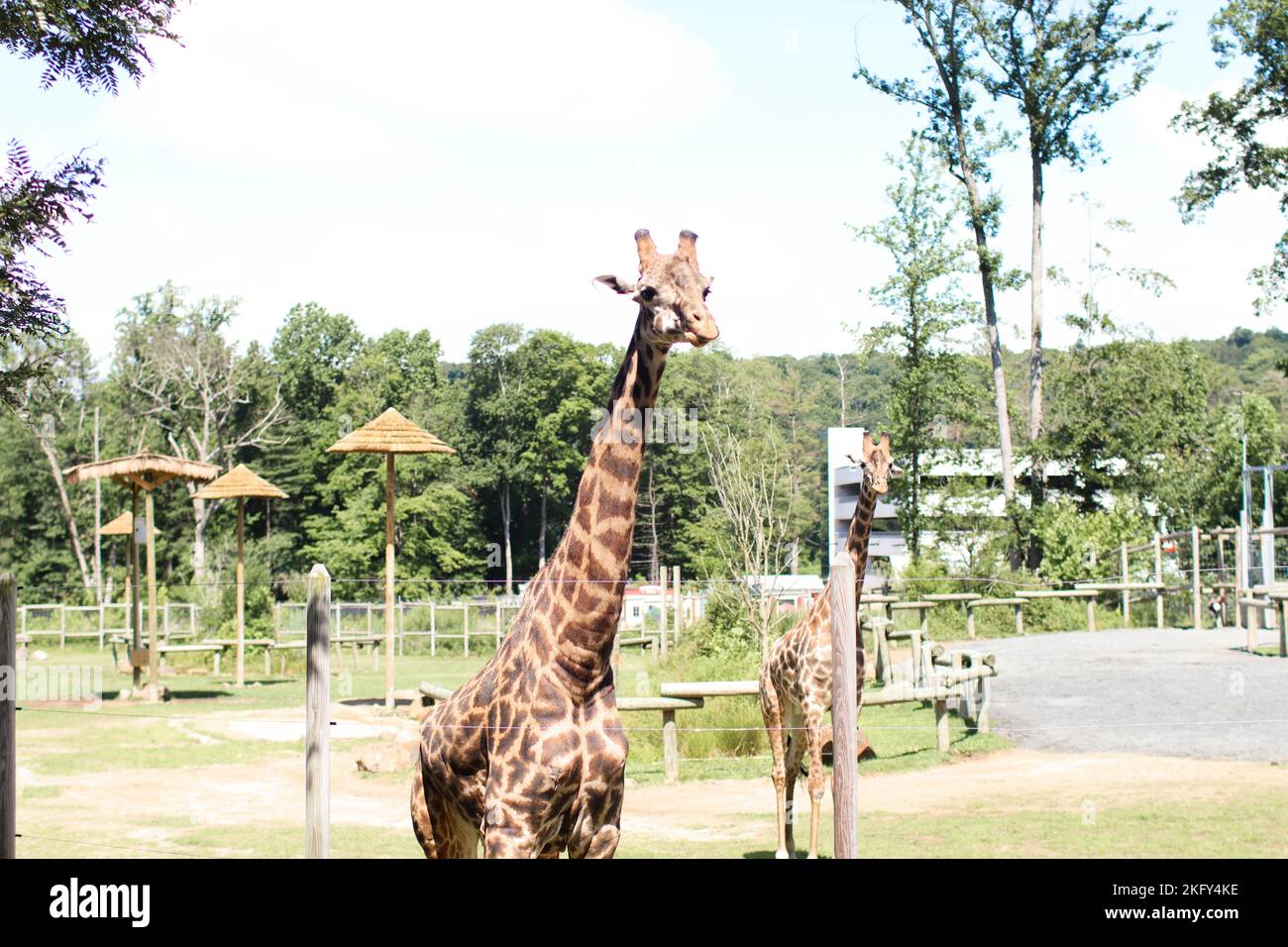A giraffe at Turtleback zoo in New Jersey Stock Photo - Alamy