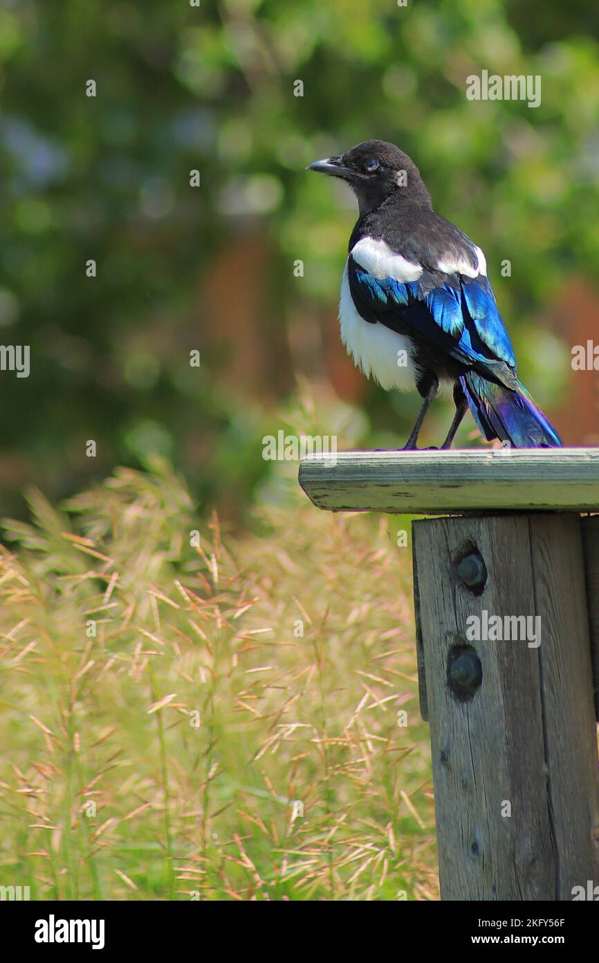 A black billed magpie from Alberta, Canada Stock Photo - Alamy