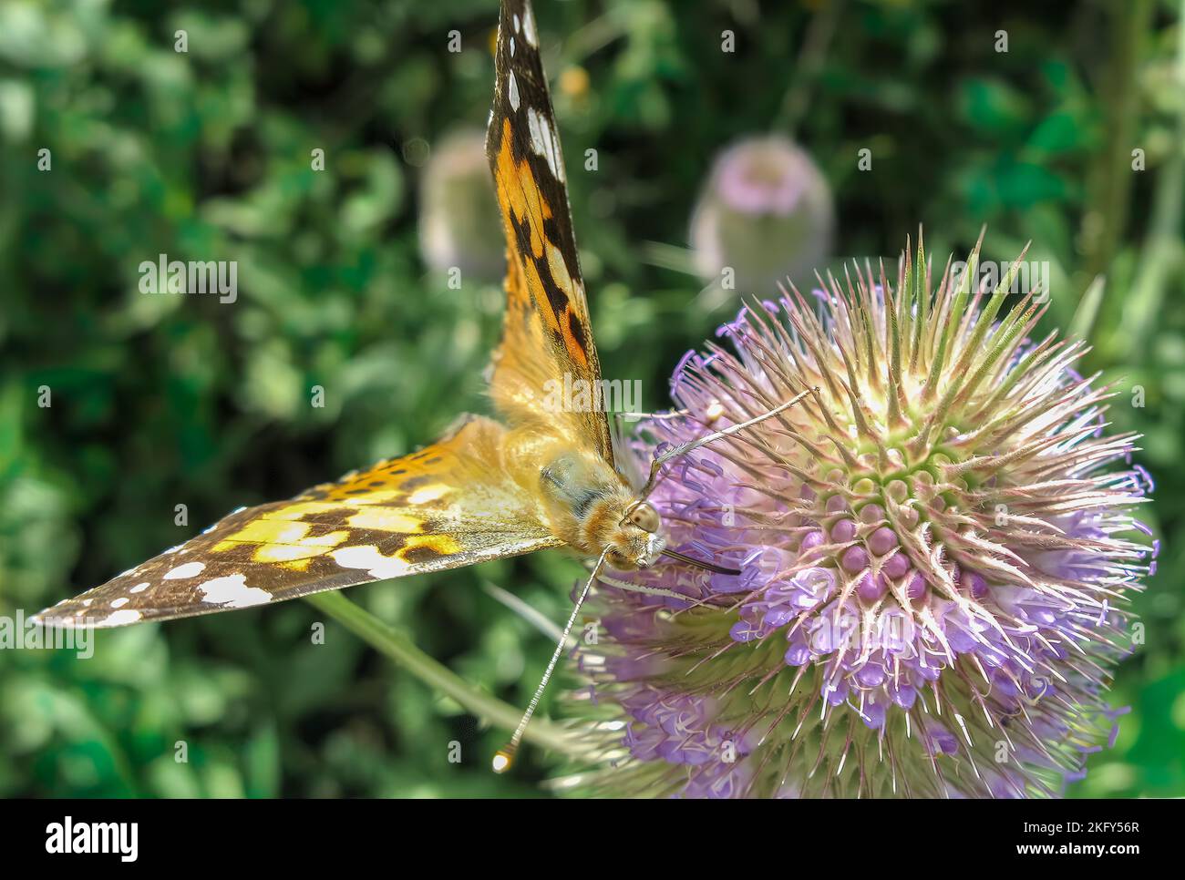 A closeup shot of a painted lady butterfly on a purple thistle flower ...