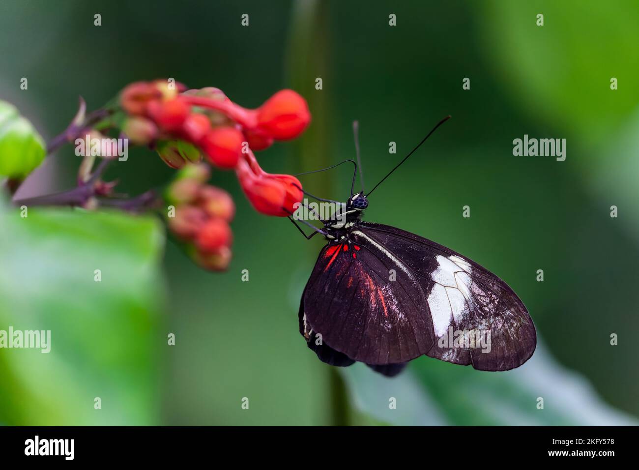 Black postman hi-res stock photography and images - Alamy