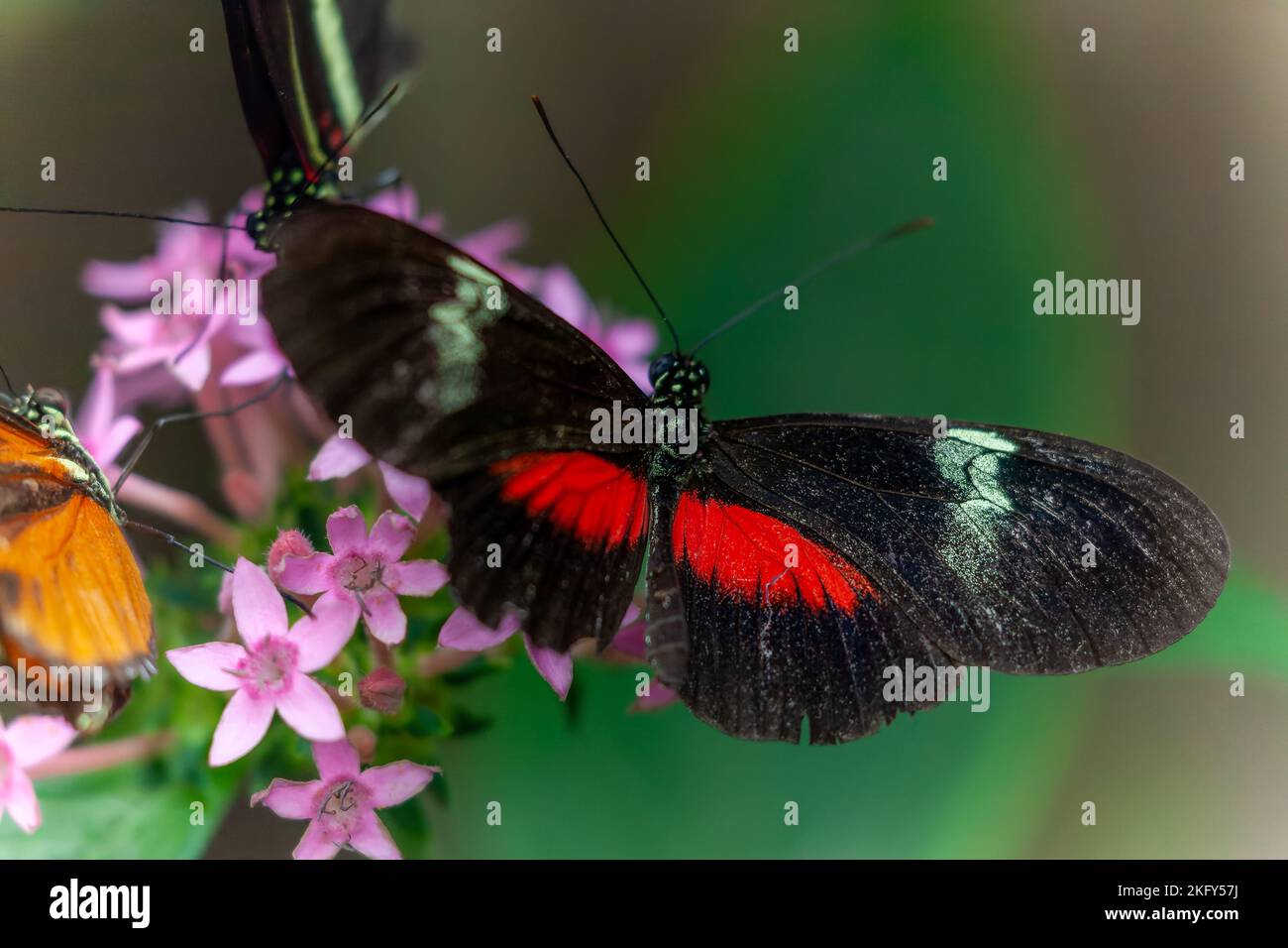 Black postman hi-res stock photography and images - Alamy