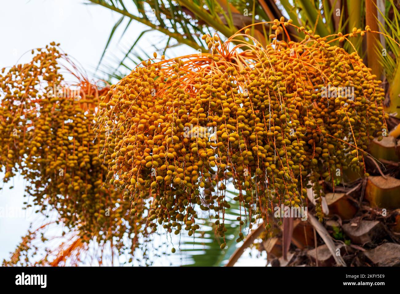 Crop of dates on tree hi-res stock photography and images - Alamy
