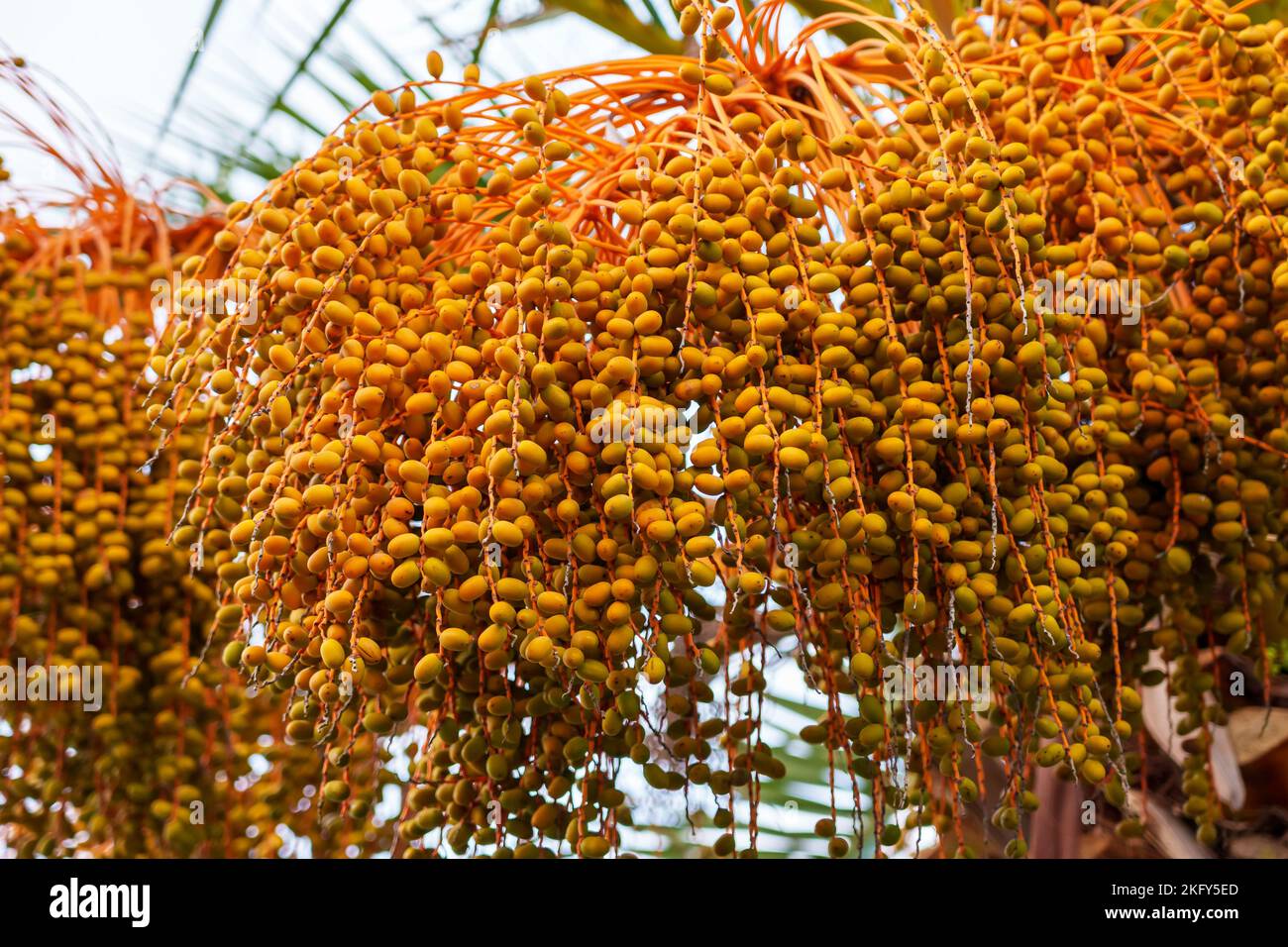 Fruit bunch of date palm tree (Phoenix dactylifera) close up Stock ...
