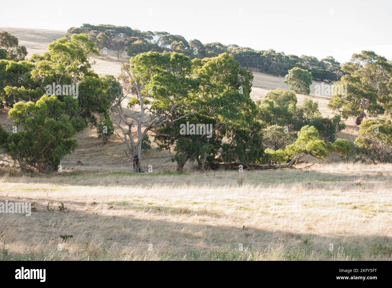 Golden light over eucalypt trees on the Fleurieu Peninsula, South ...
