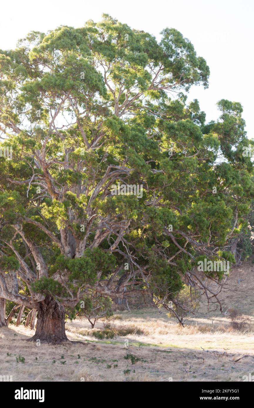 Golden light over eucalypt trees on the Fleurieu Peninsula, South ...