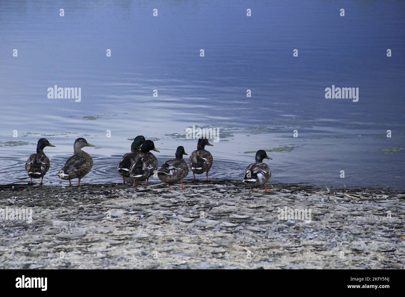 Wildlife photograph of ducks hi-res stock photography and images - Alamy