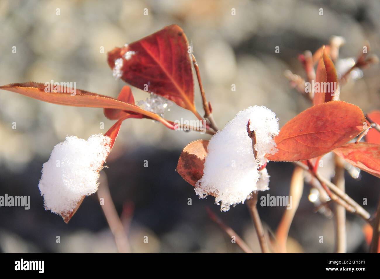 Snow Falling on Fall Leaves Stock Photo - Alamy