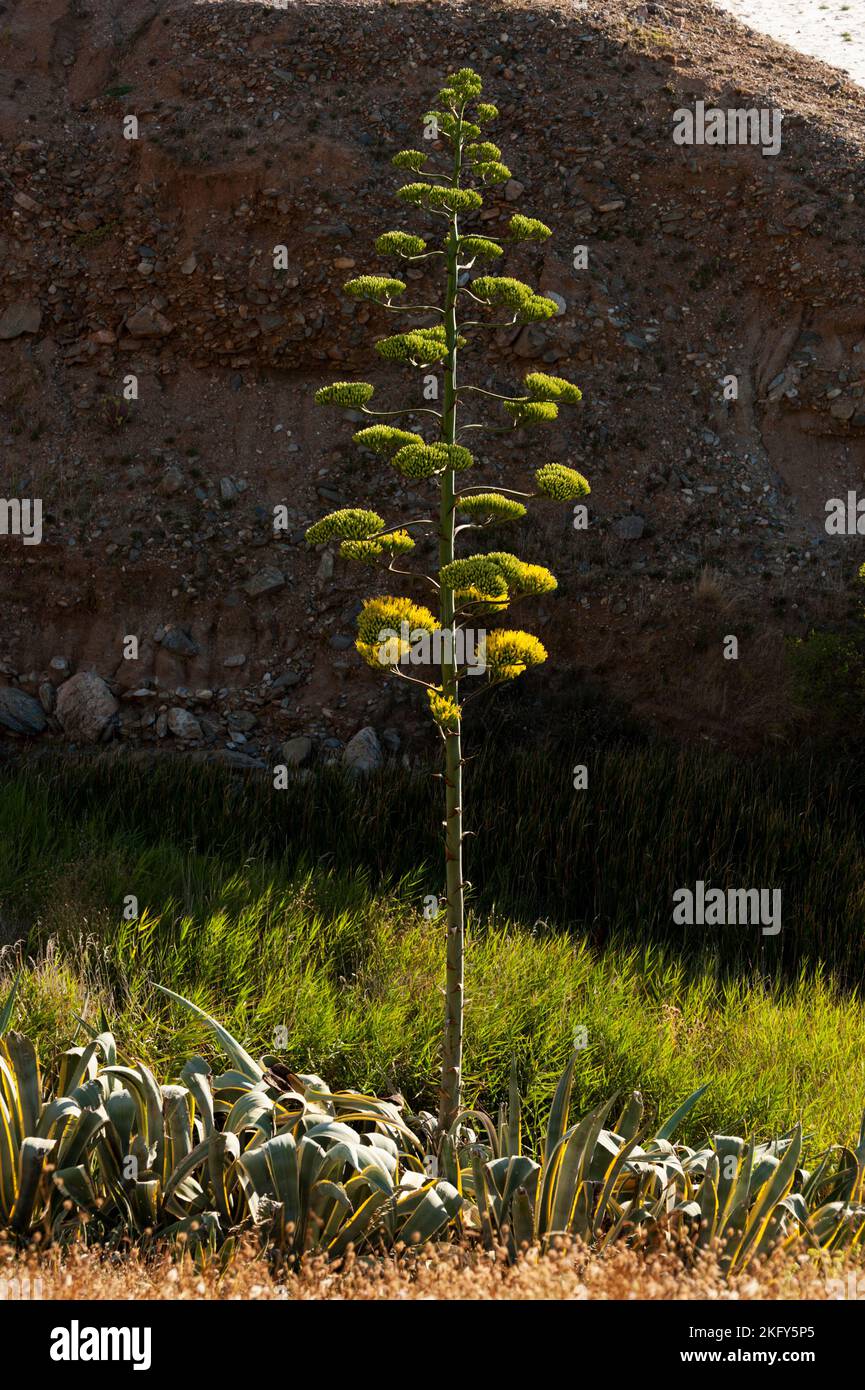 A century plant, or agave americana, flowers on South Australia’s ...