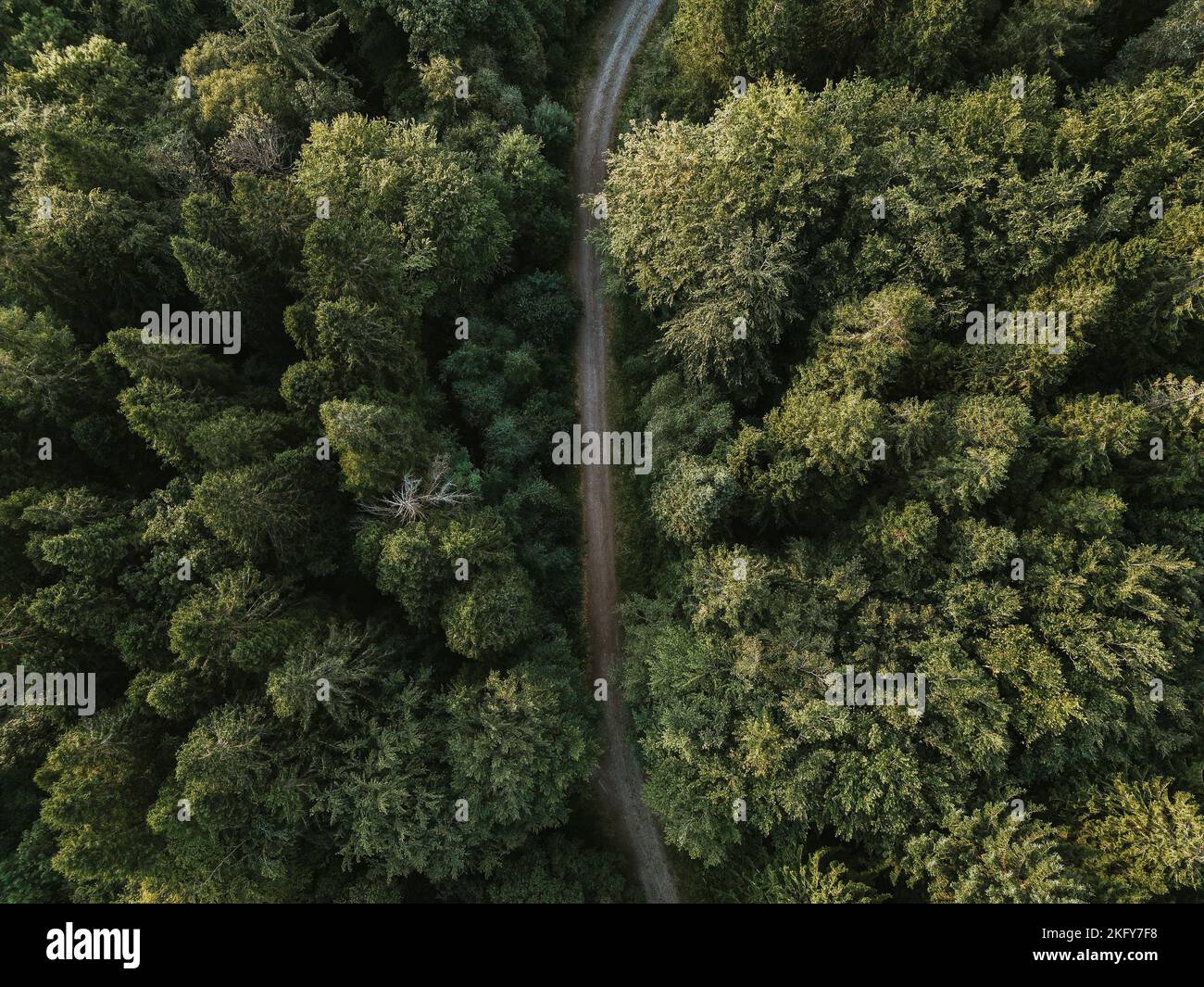 An aerial of a trail through a beautiful forest Stock Photo - Alamy