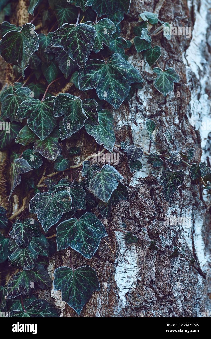 Moss covered silver birch tree hi-res stock photography and images - Alamy
