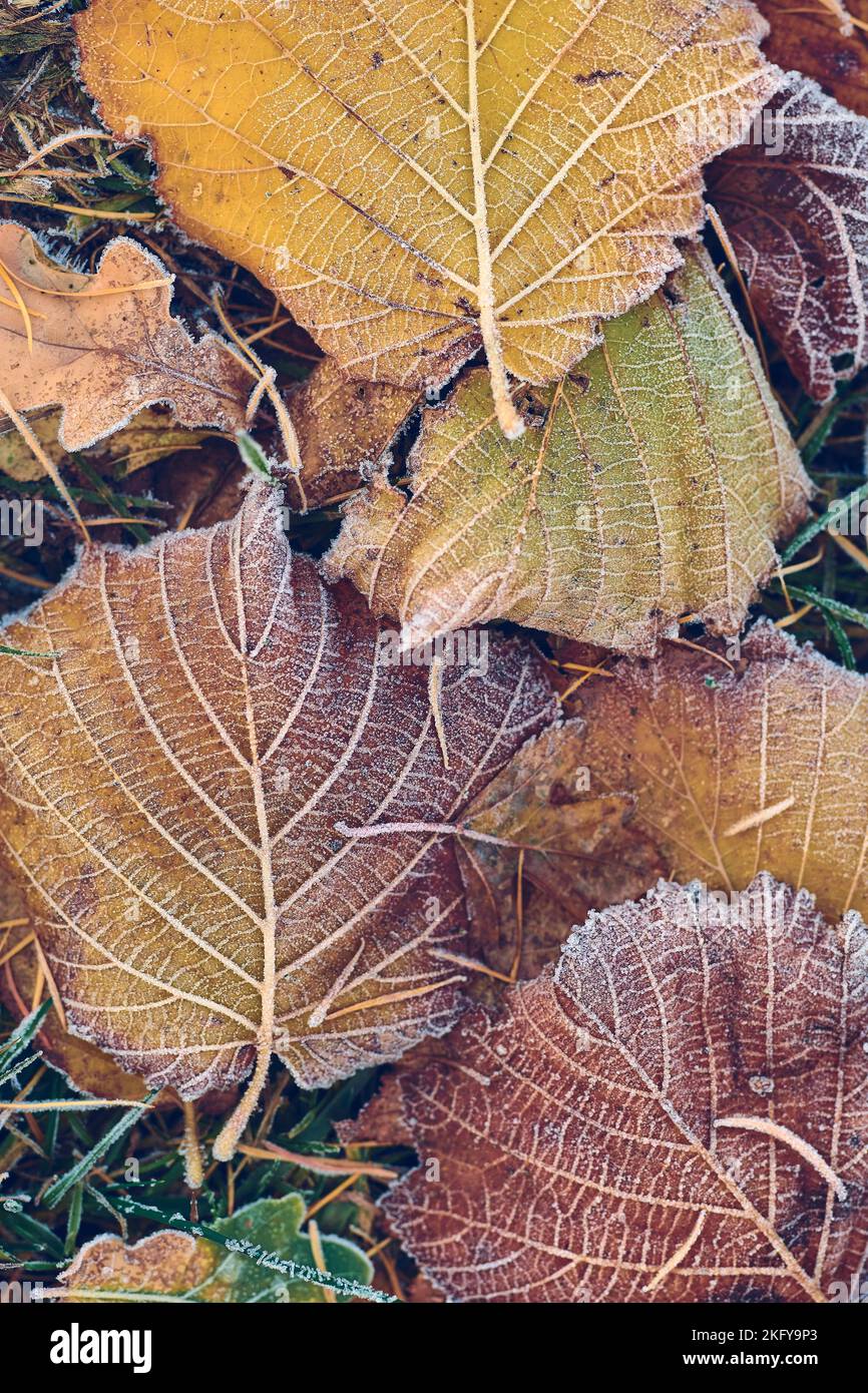 Hazel leaves frozen on ground. High quality photo Stock Photo - Alamy