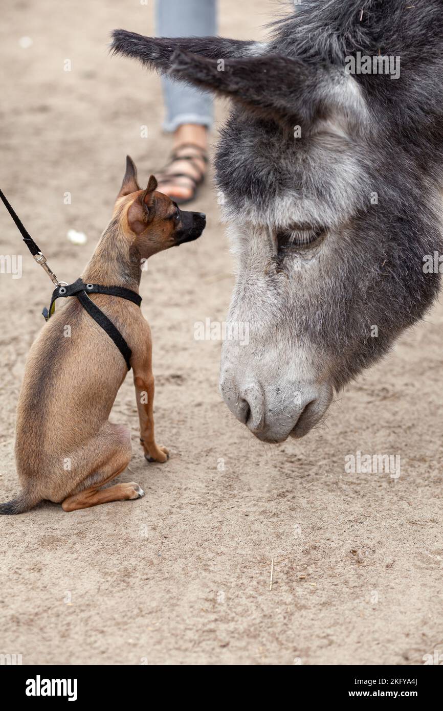 Donkey head close-up at the animal farm. Portrait of a gray donkey ...