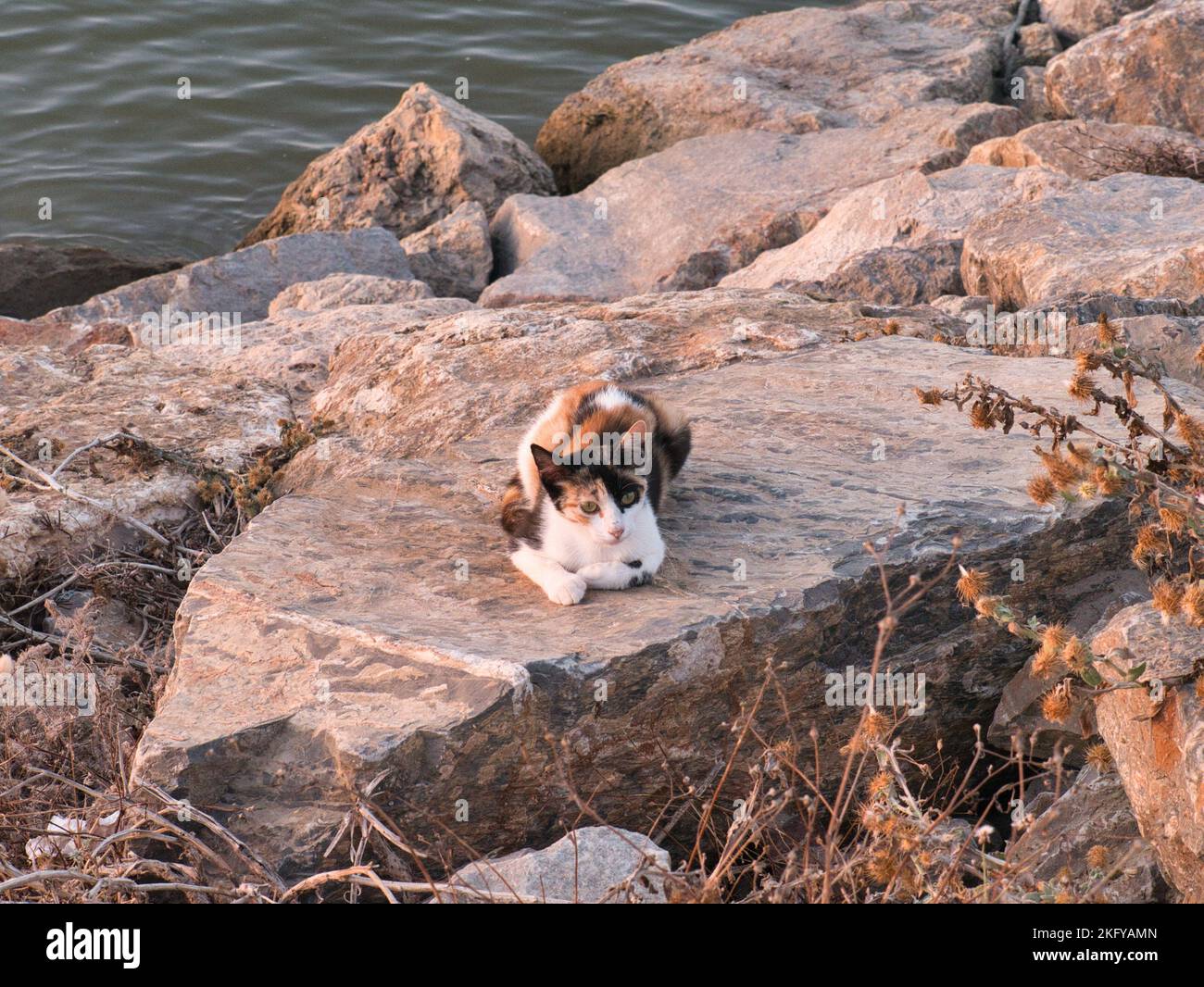 Brindle cat hi-res stock photography and images - Alamy