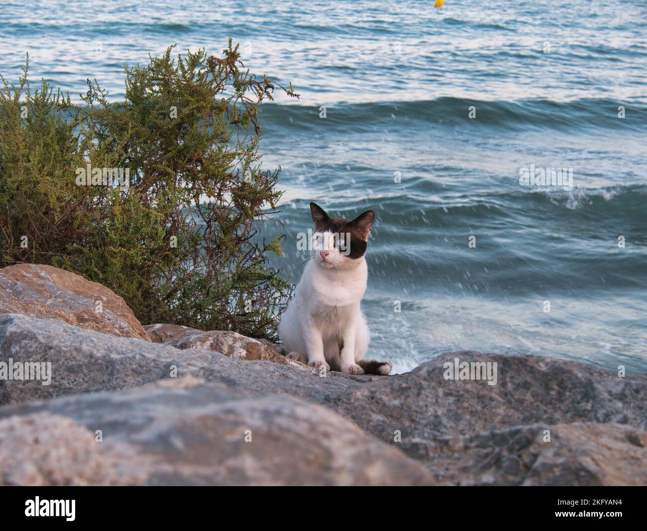 A Calico cat sitting on a stone on the seashore Stock Photo - Alamy