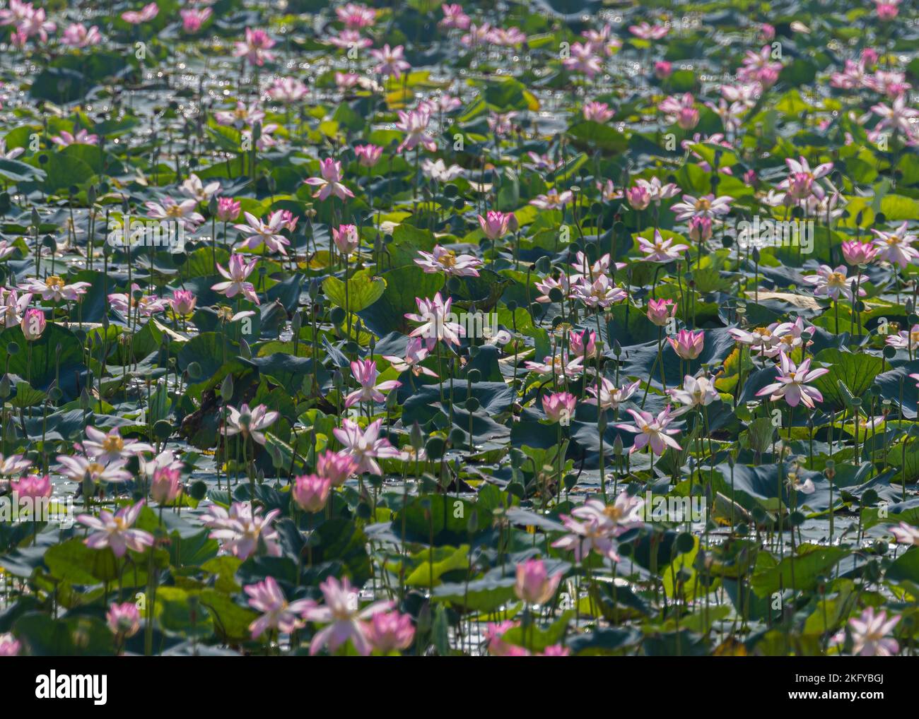 A beautiful shot of a pond with green lotus leaves and blooming pink ...