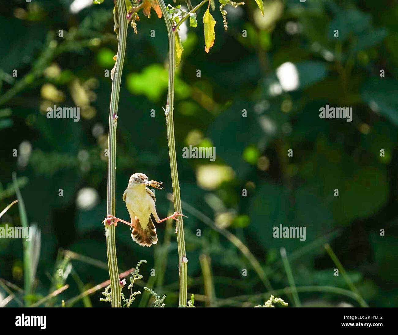 A selective focus shot of a little bird that caught an insect in the ...