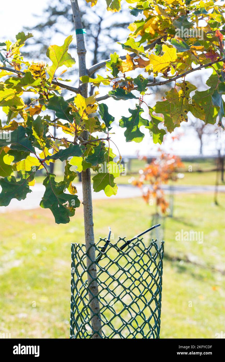 Newly planted trees line Memorial Road during a National Public Lands ...