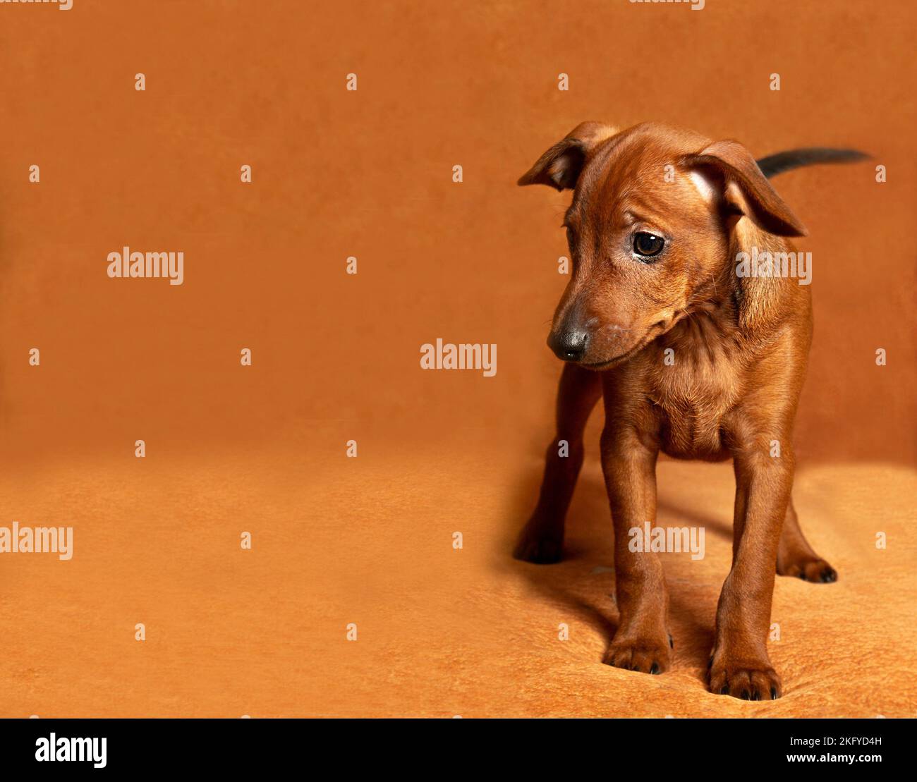 Mini pinscher stands and looks to the side. A little dog. The muzzle of ...