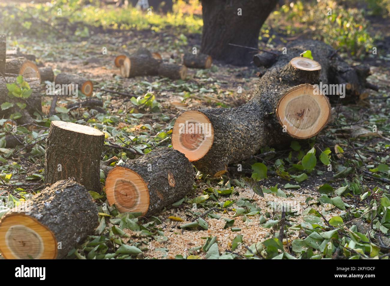 Sawn logs lie in disarray. The cuts tree are stacked randomly Stock ...