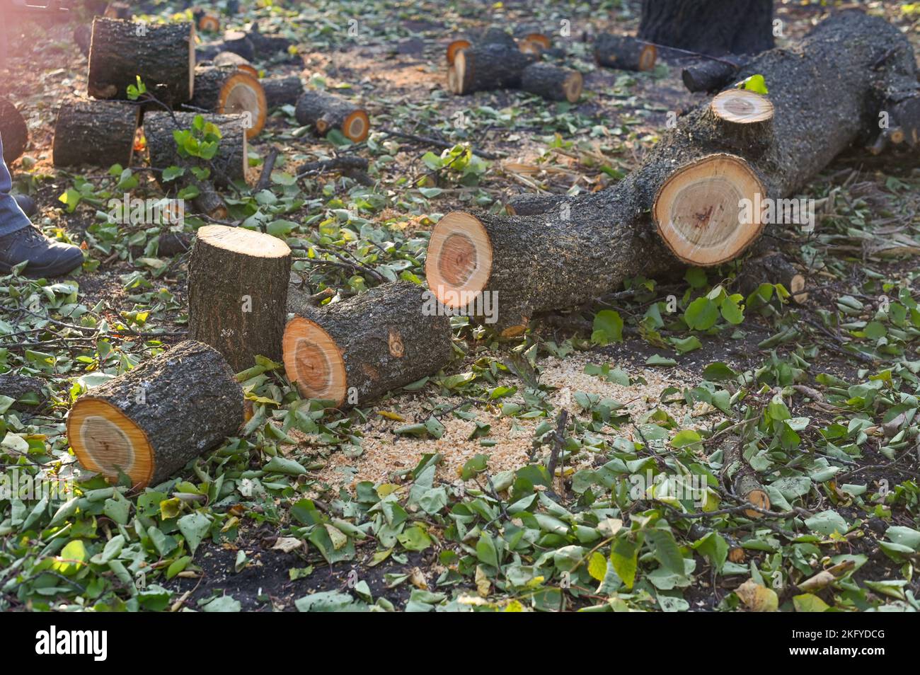 Sawn logs are randomly stacked in a pile Stock Photo - Alamy