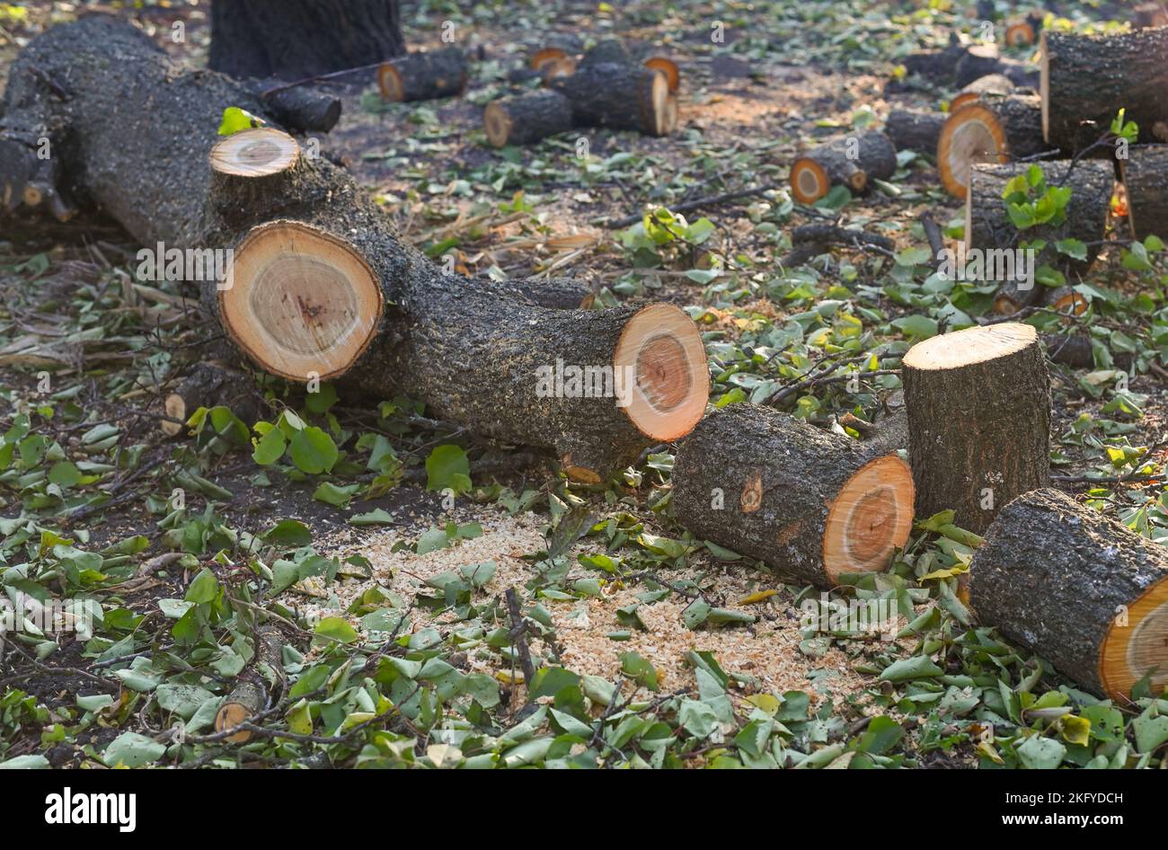 The tree is cut into logs and stacked randomly Stock Photo - Alamy