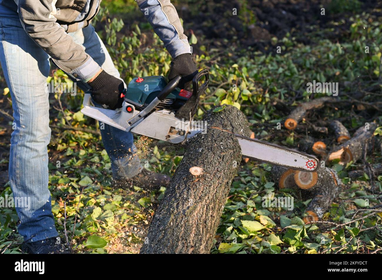 A logger with a portable gasoline chainsaw saws a felled tree trunk ...