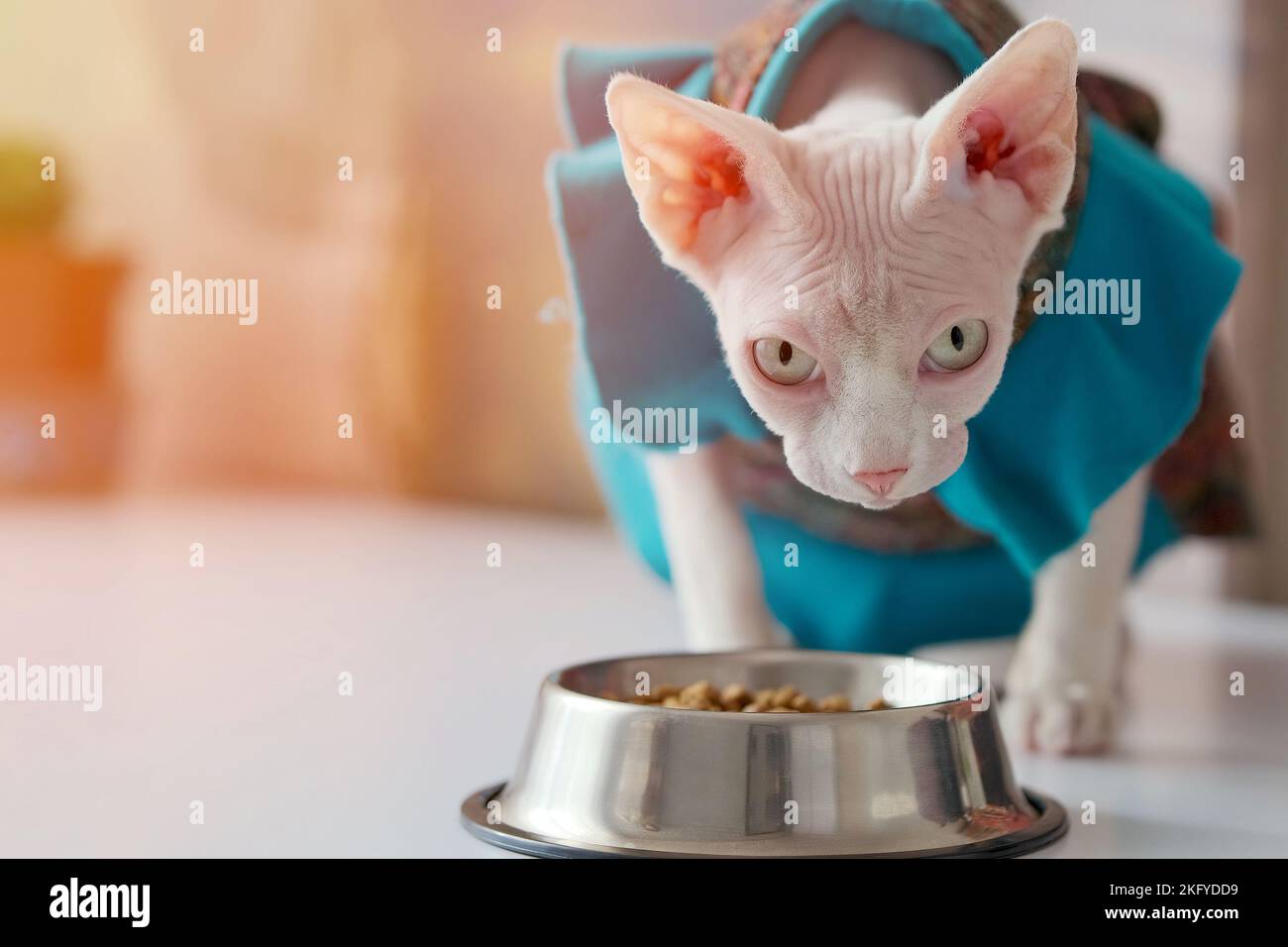 Hungry cat eats from bowl hi-res stock photography and images - Alamy