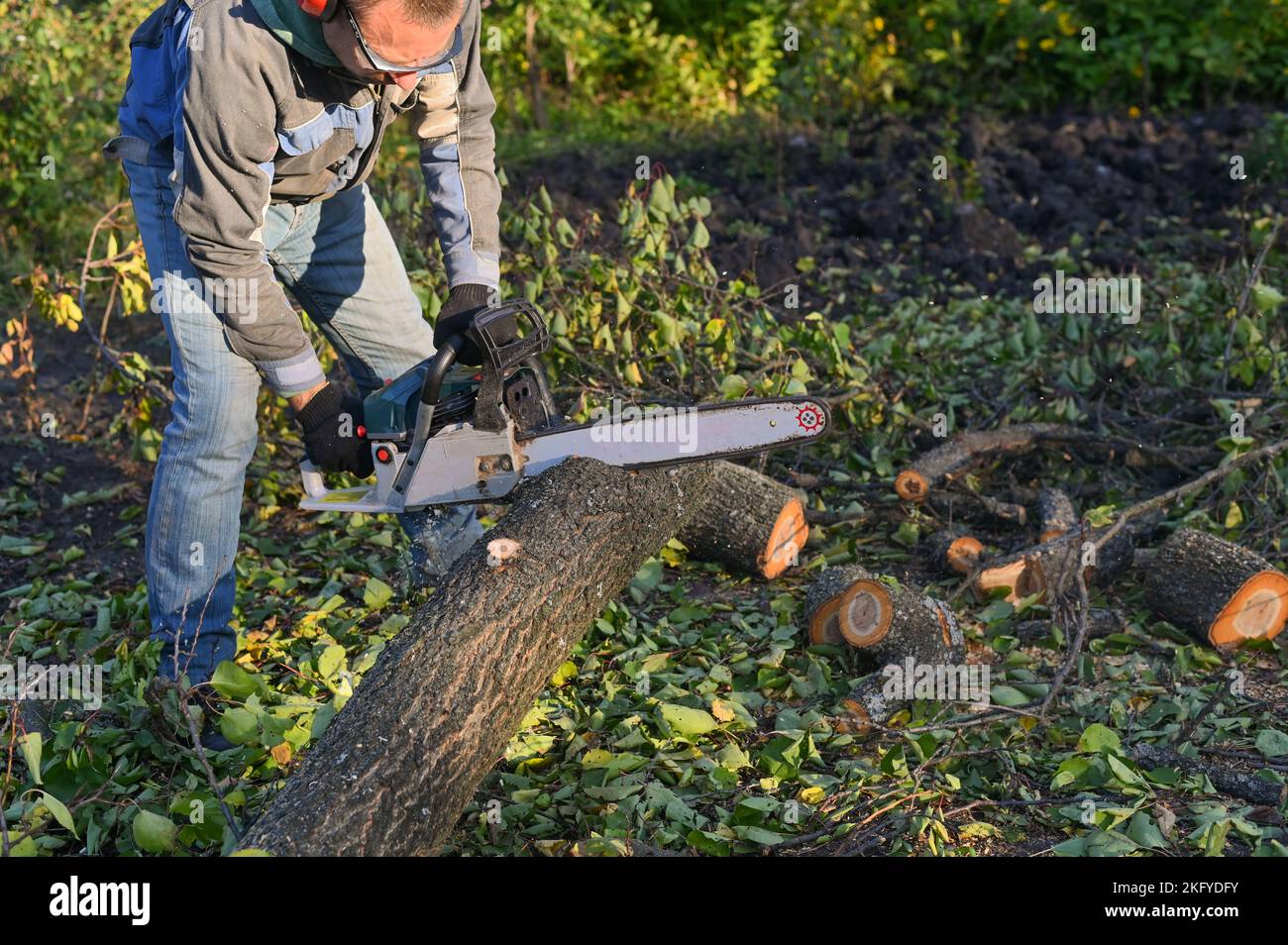 Chainsaw cutting wood. A man cutting a tree with a chainsaw, sawdust ...