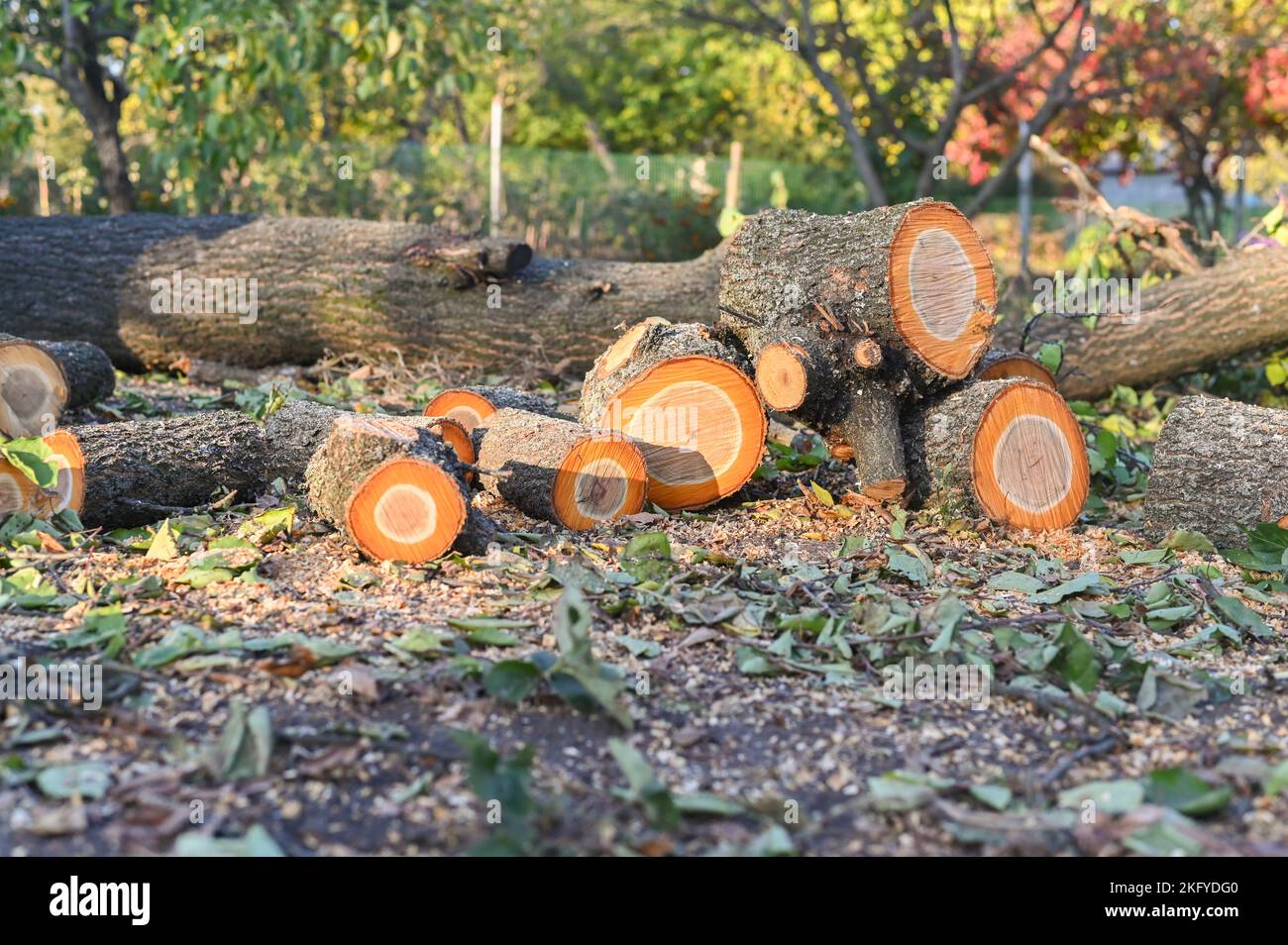 The sawn tree into logs lie in a random order Stock Photo - Alamy