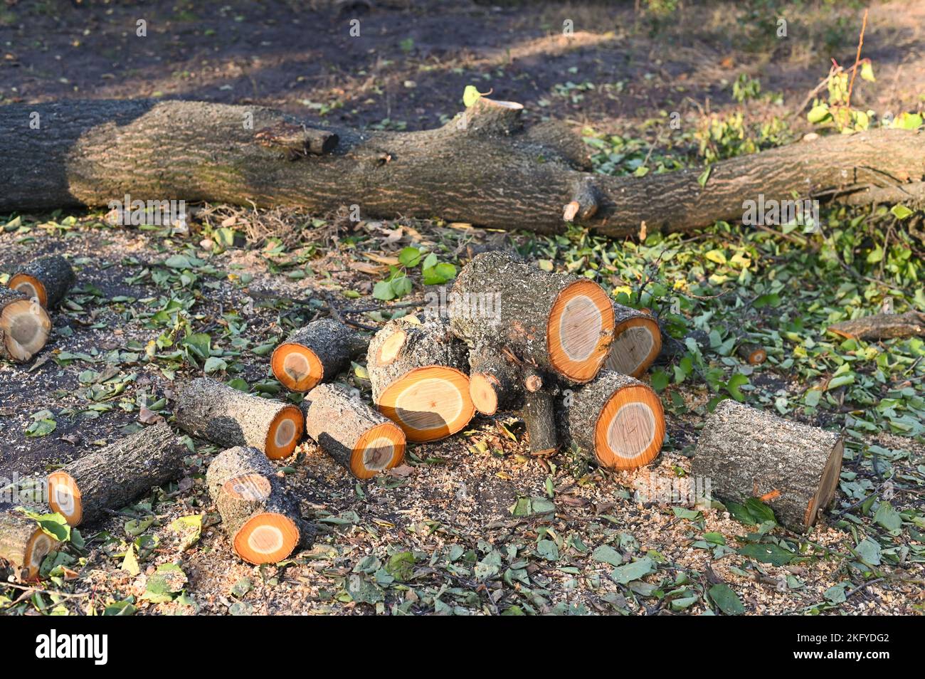 the sawn logs lie in a random order Stock Photo - Alamy