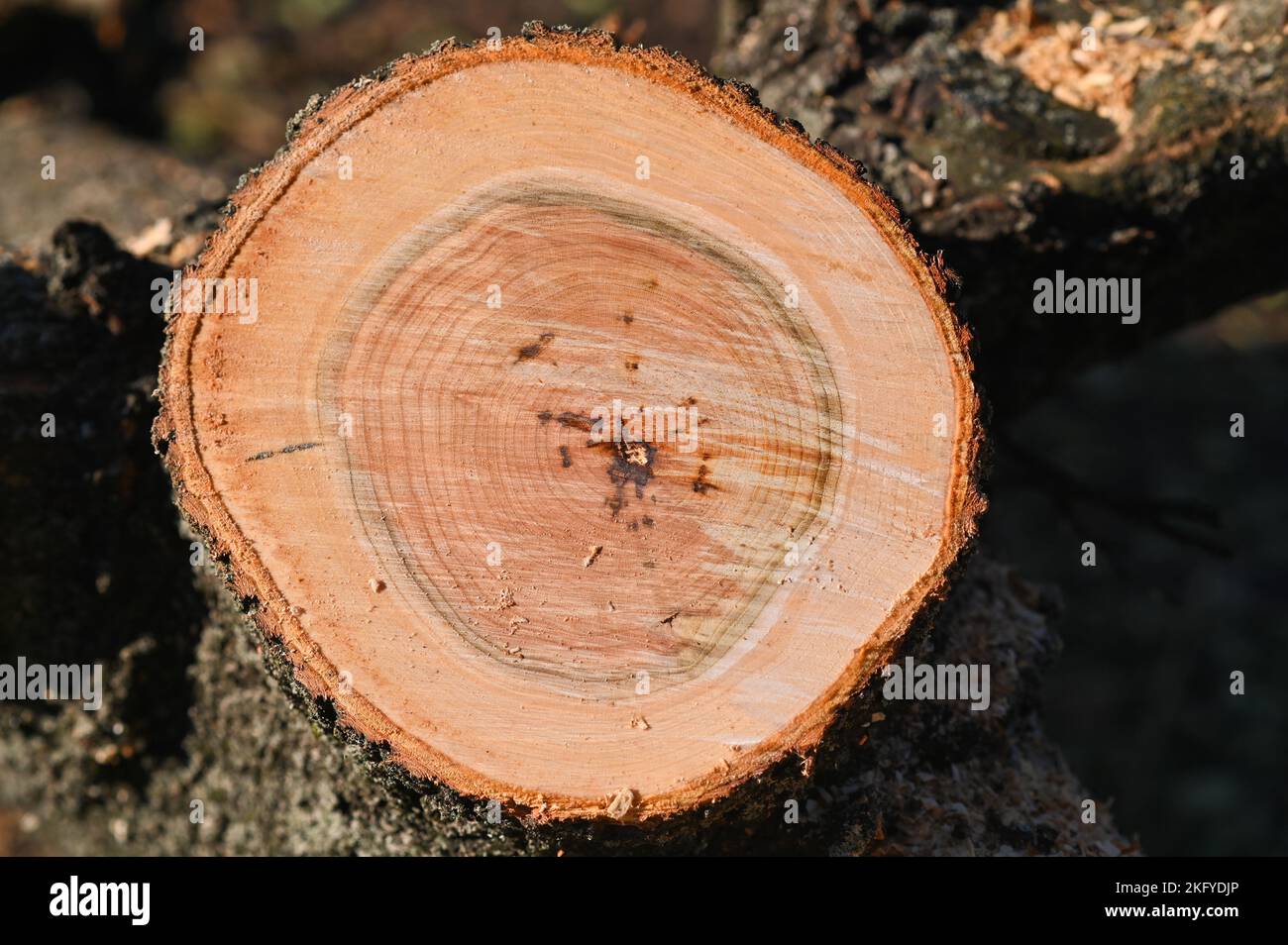 Tree stump close-up. Top view. wooden pattern Stock Photo - Alamy