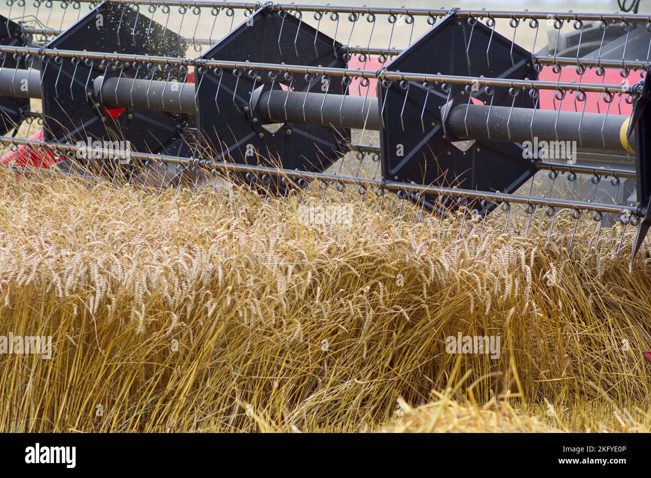Combine harvester cutting head in close up Stock Photo - Alamy