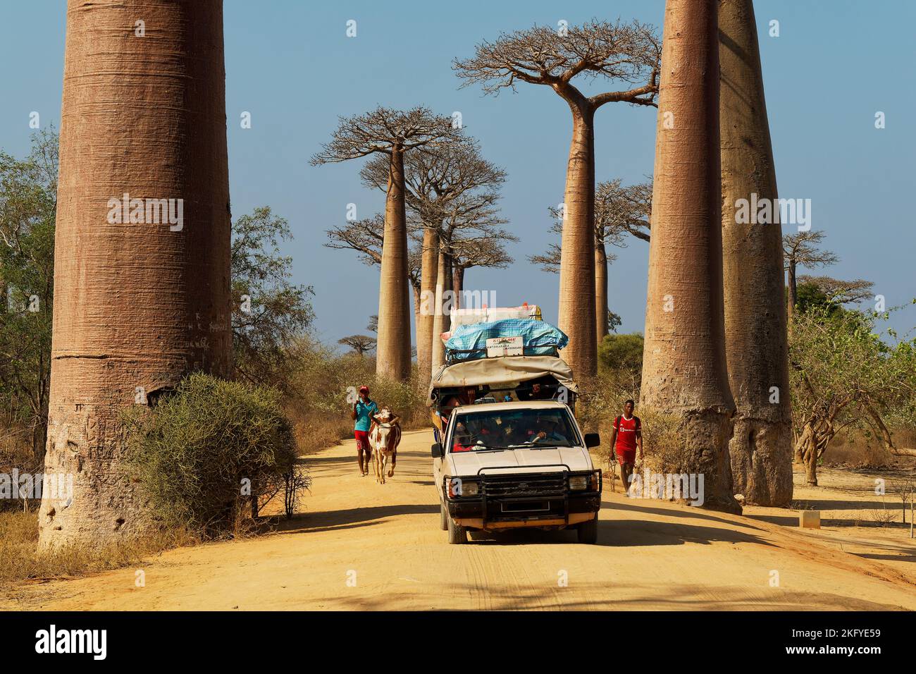Landscape with the big trees baobabs in Madagascar. Baobab alley during ...