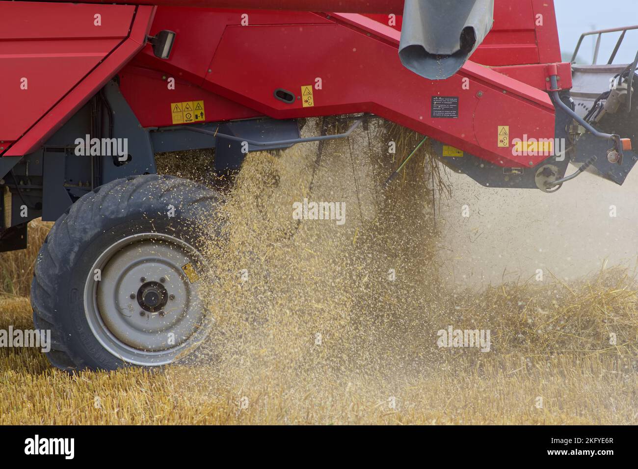 Straw exits the back of the combine harvester during the wheat harvest ...