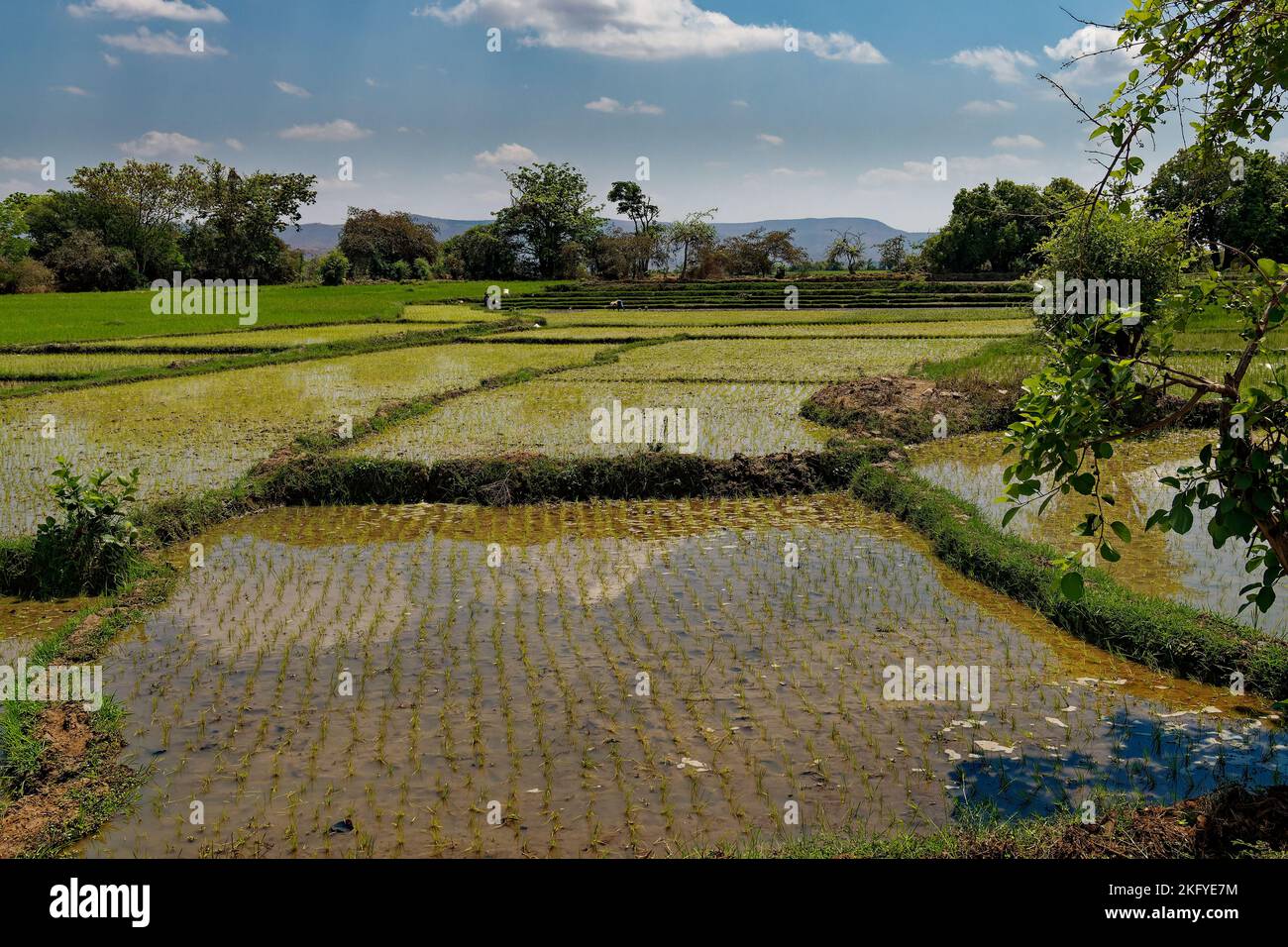 Rice plantation typical houses hi-res stock photography and images - Alamy