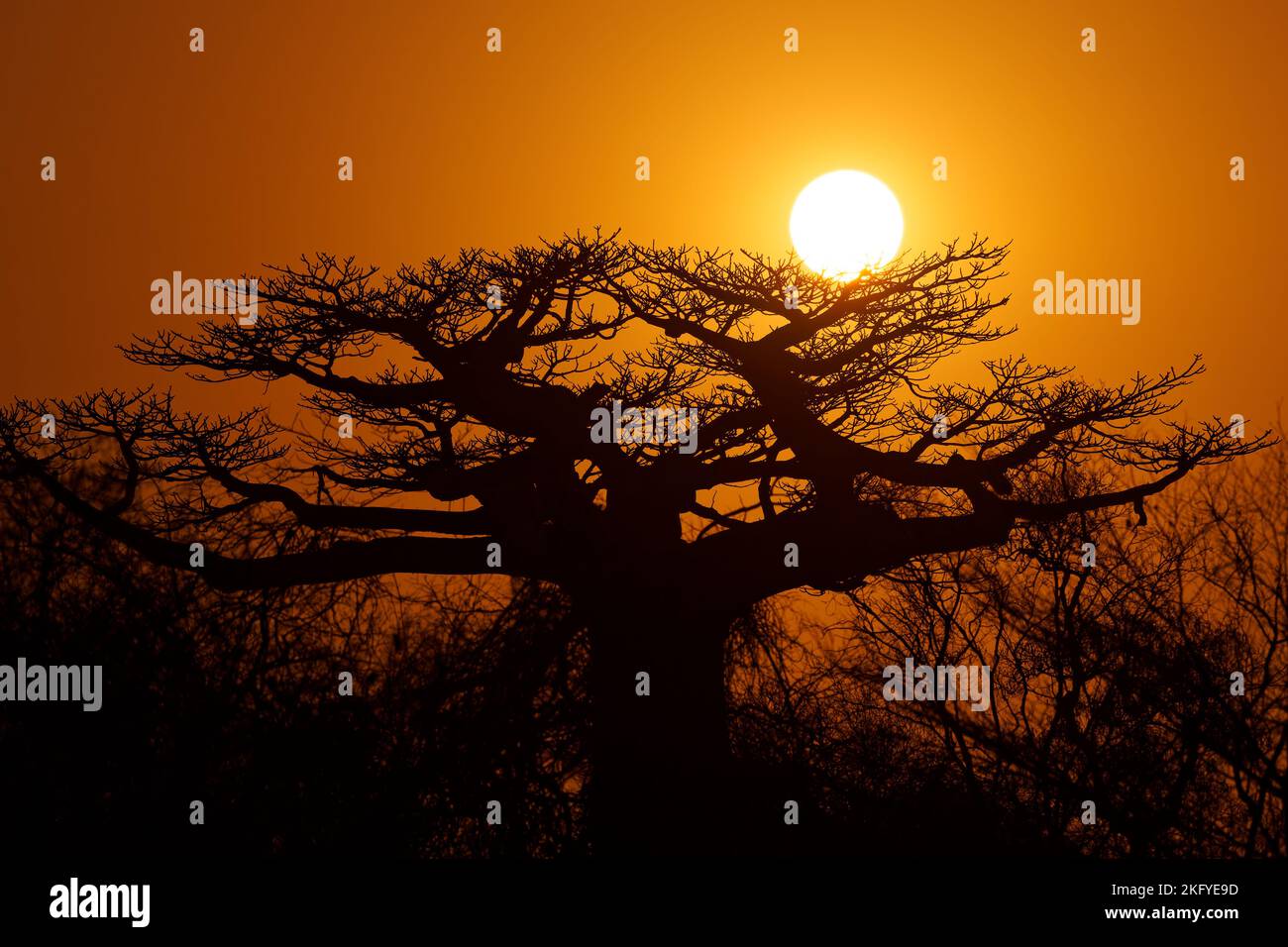 Big baobab tree with the sun during the sunset. Landscape with the big ...