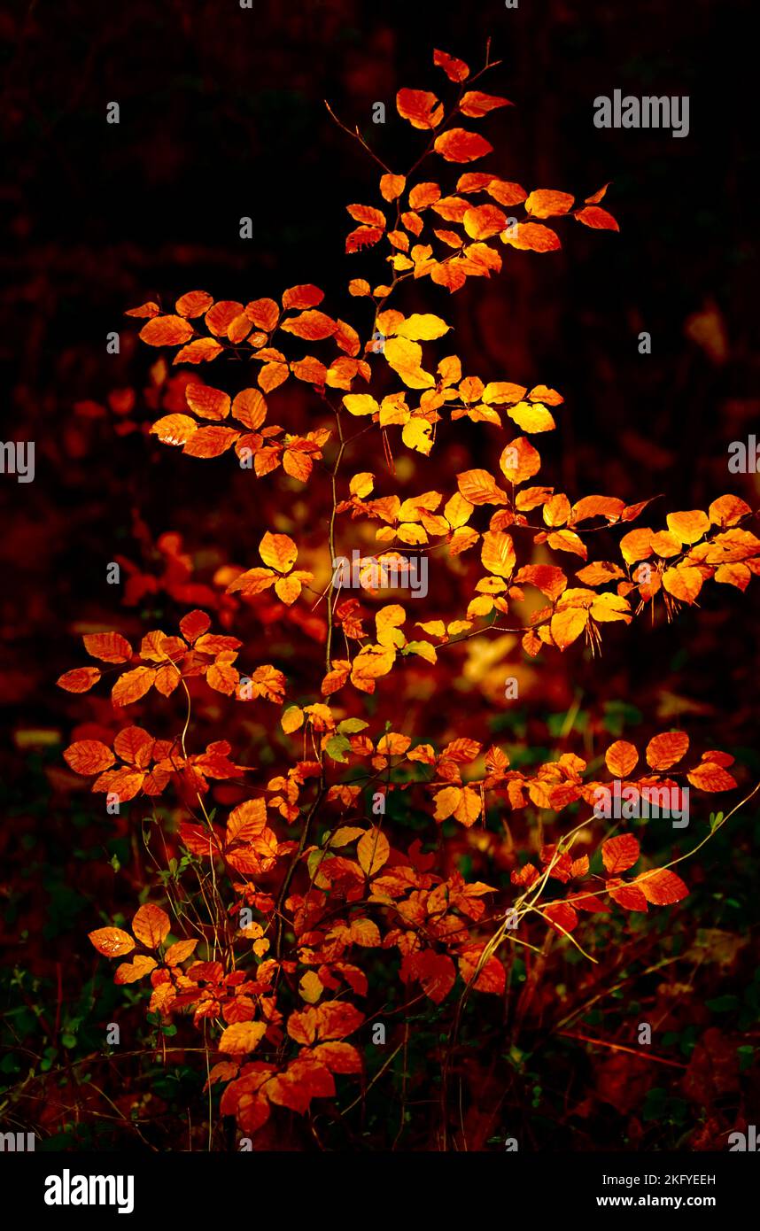 sunlit autumnal woodland trees and leaves Stock Photo - Alamy