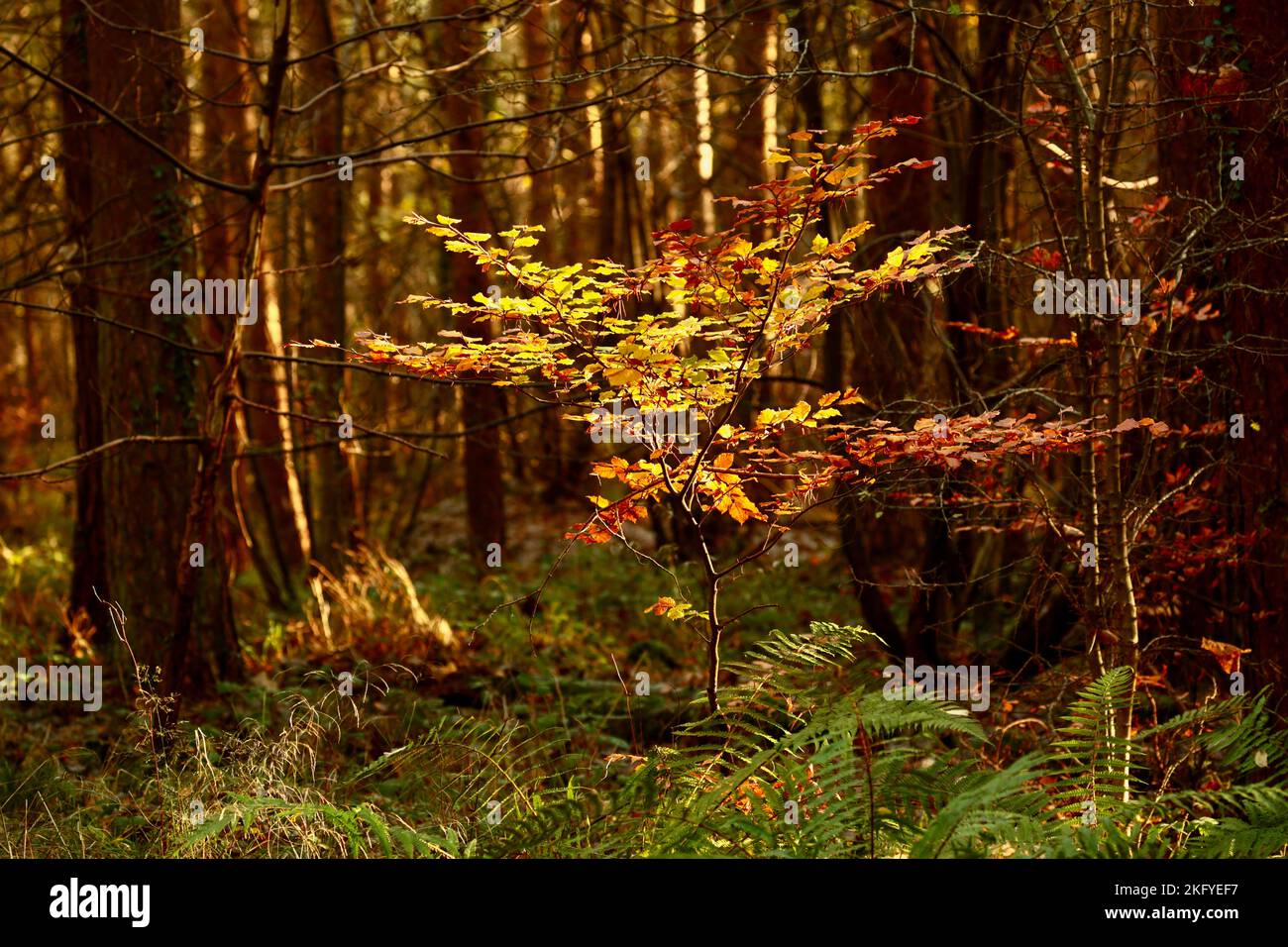 sunlit autumnal woodland trees and leaves Stock Photo - Alamy