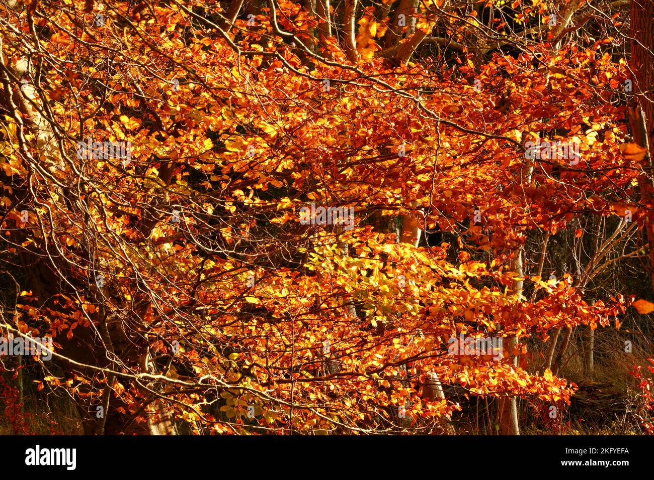 sunlit autumnal woodland trees and leaves Stock Photo - Alamy