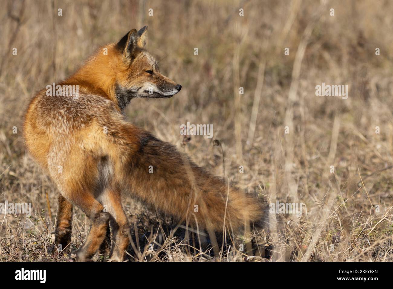 Red fox portrait in autumn Stock Photo - Alamy