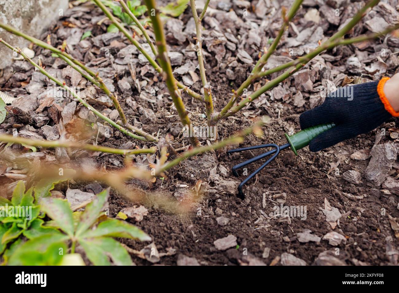 Gardener loosening soil around rose bush in fall garden using hand fork ...