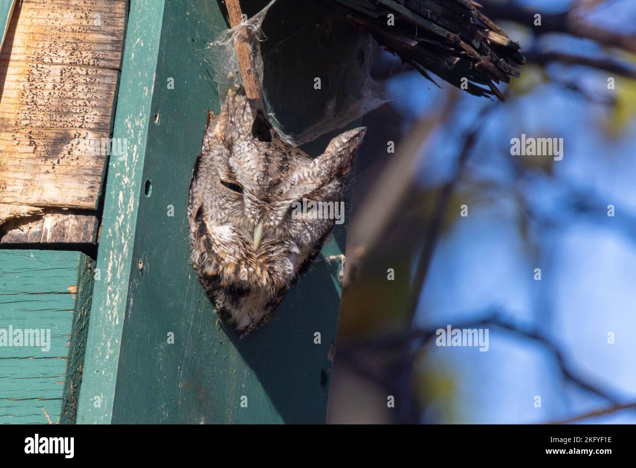 eastern screech owl (Megascops asio Stock Photo - Alamy