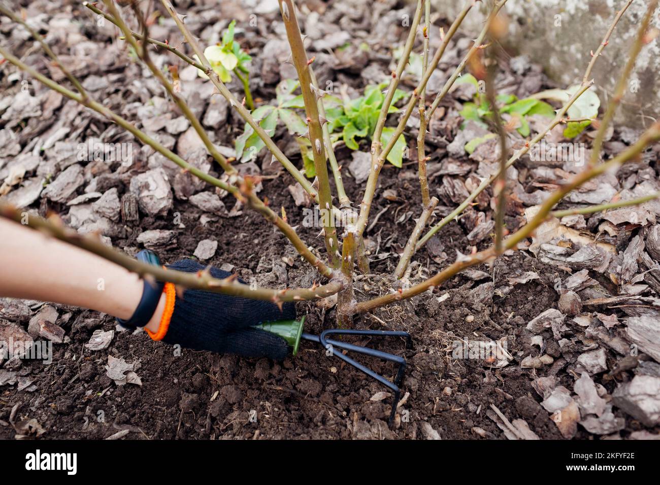 Gardener loosening soil around rose bush in fall garden using hand fork ...