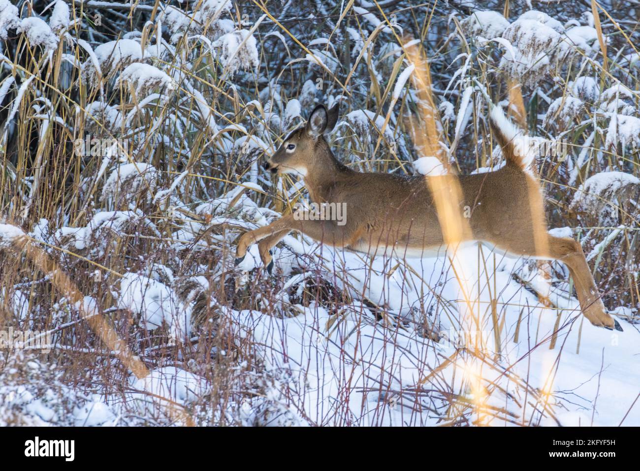 Whitetail deer buck november hi-res stock photography and images - Alamy