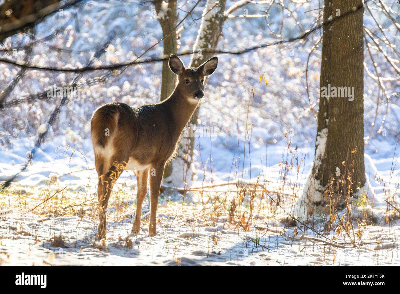 Whitetail deer buck november hi-res stock photography and images - Alamy