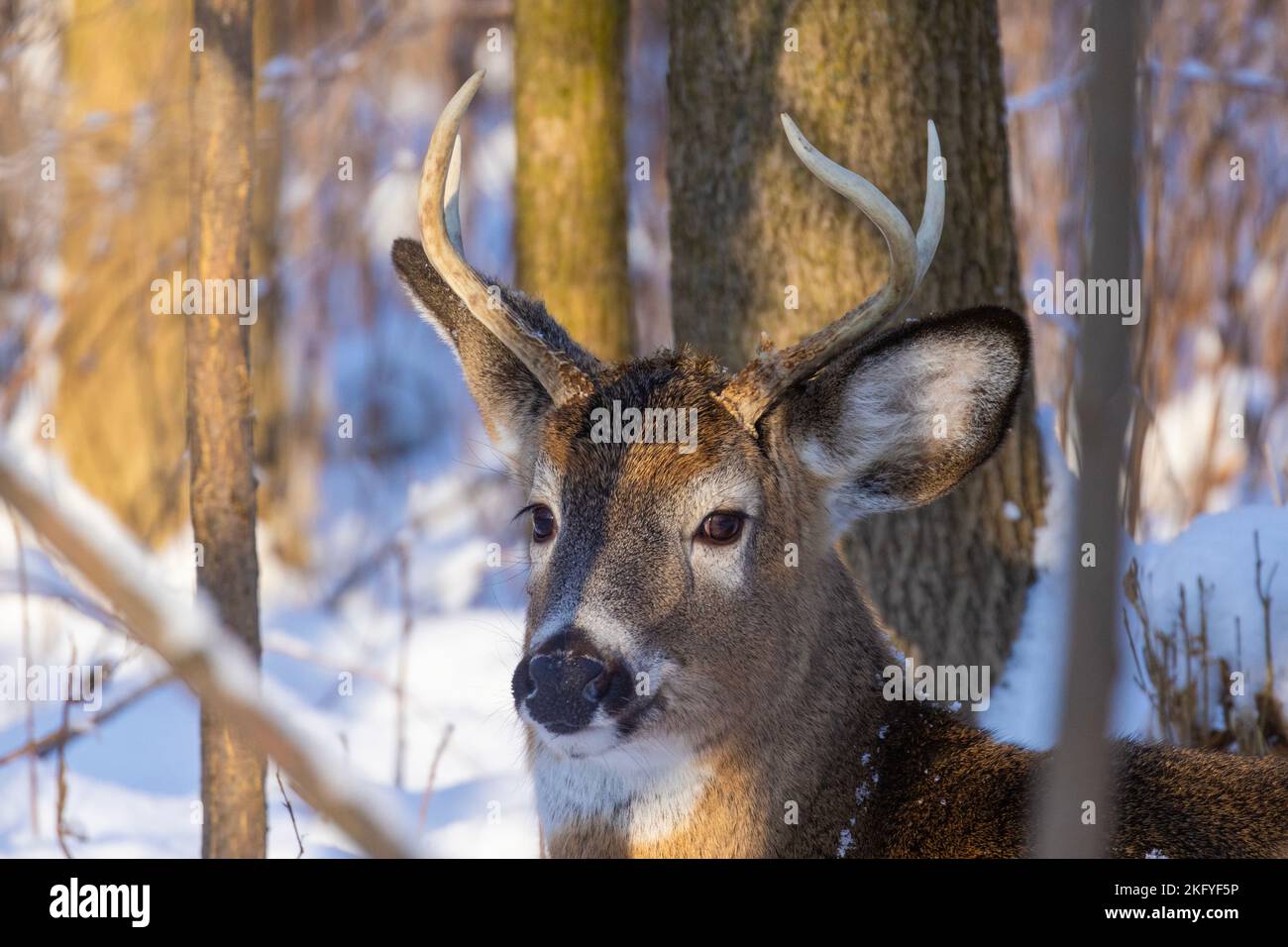 Whitetail deer buck november hi-res stock photography and images - Alamy