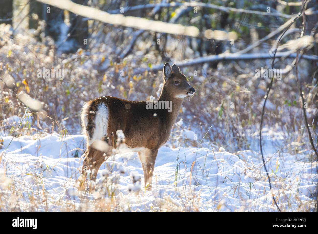 Whitetail deer buck november hi-res stock photography and images - Alamy